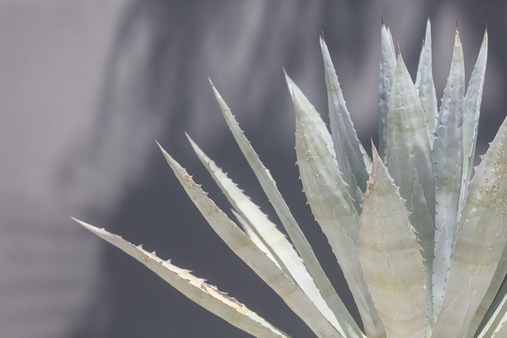 Mexico Succulent | Framed Photography Wall Art by Carly Tabak